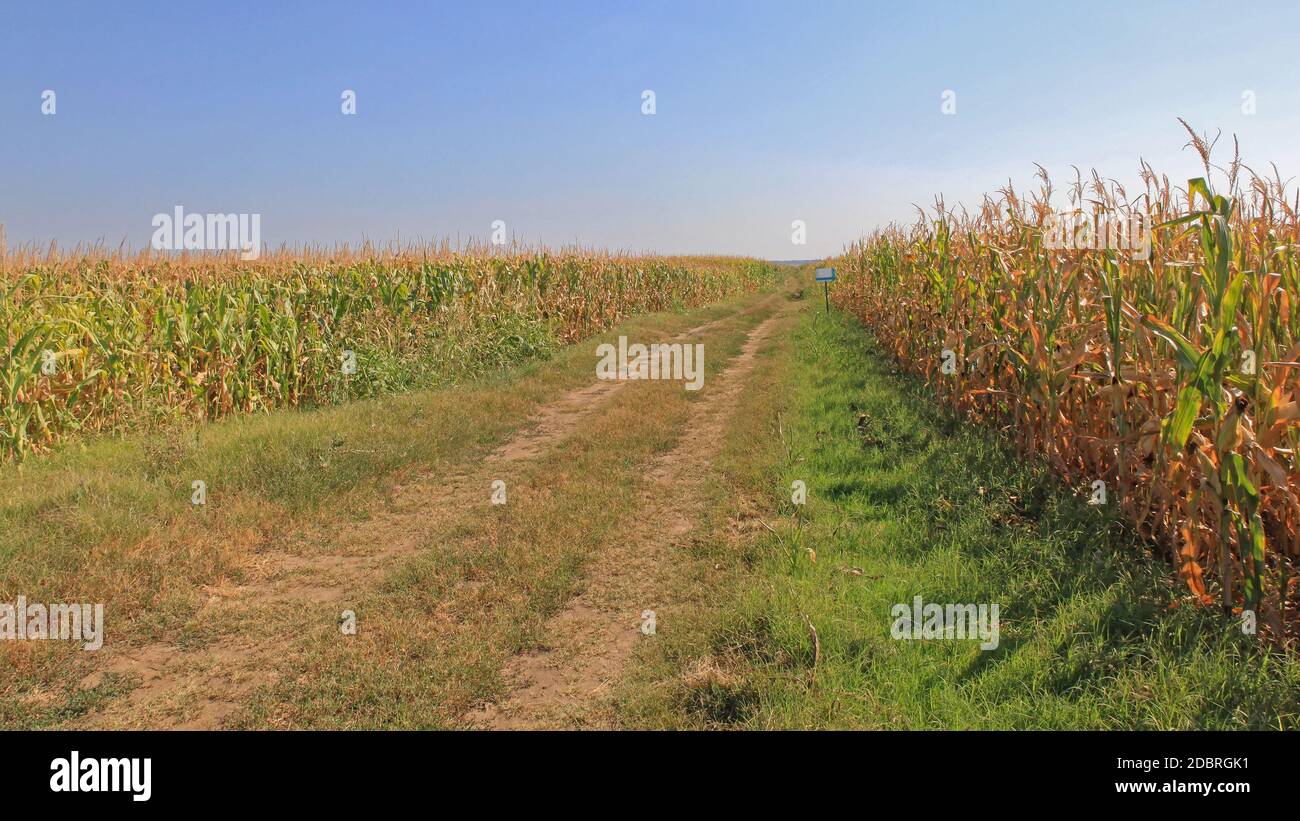 Dirt Road Through Maize Corn Field for Agricultural Use Stock Photo - Alamy