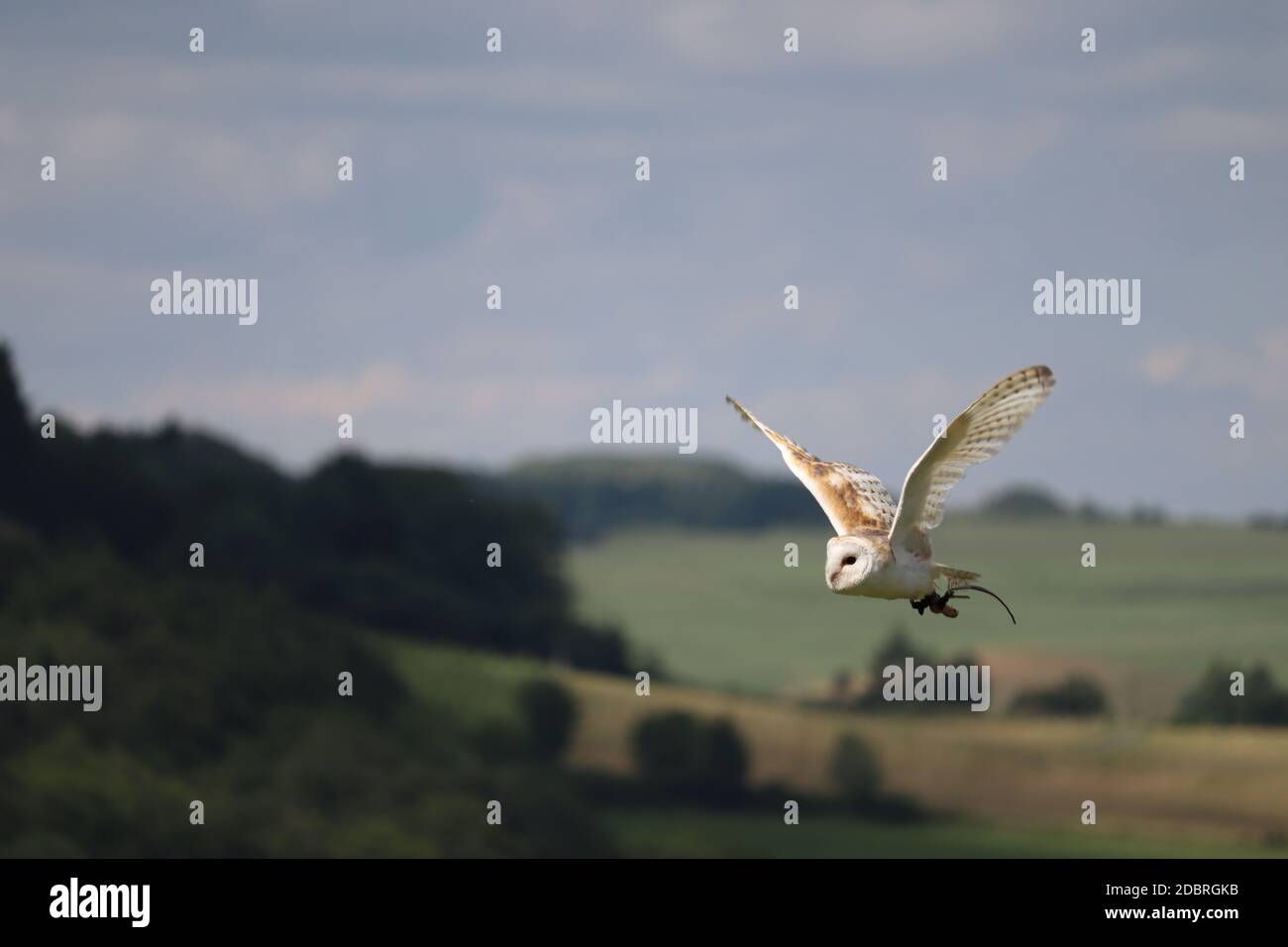 Flying barn owl hi-res stock photography and images - Alamy