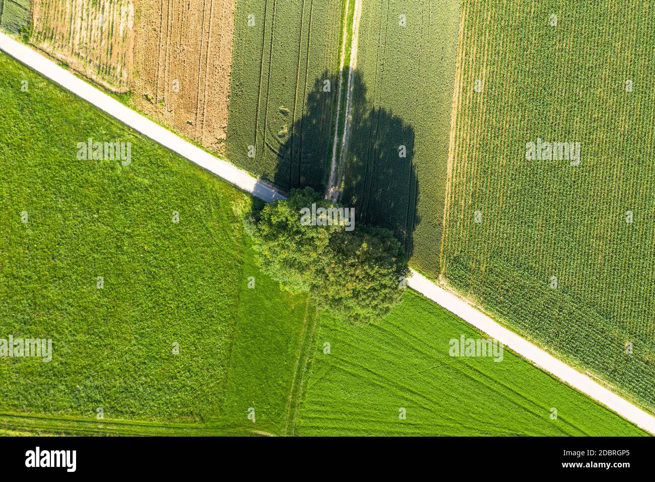 aerial of two oak trees seen from above with a bike path crossing the ...