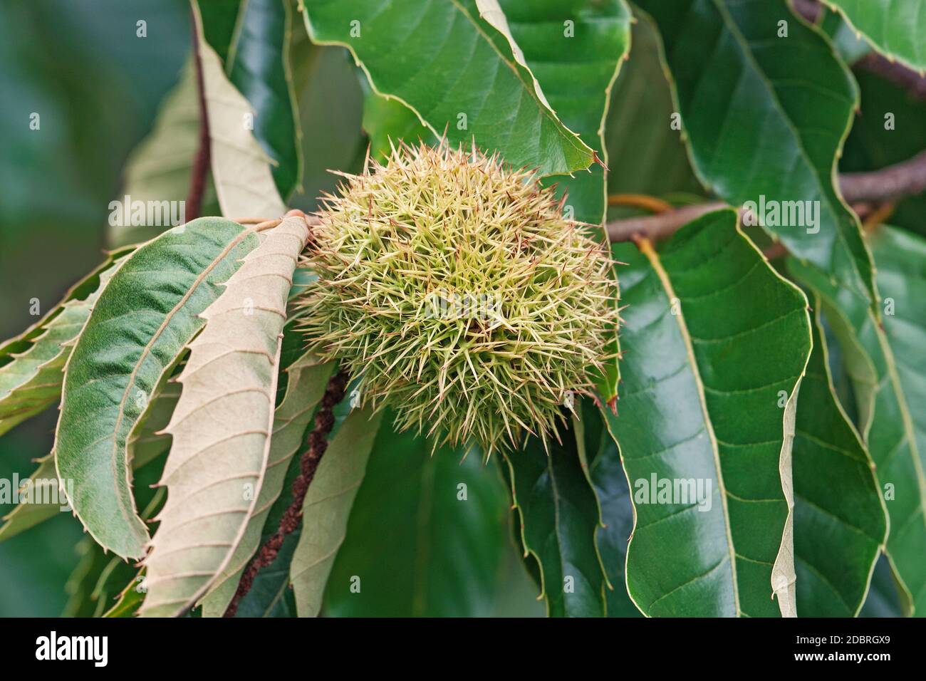 American chestnut fruit (Castanea dentata Stock Photo - Alamy