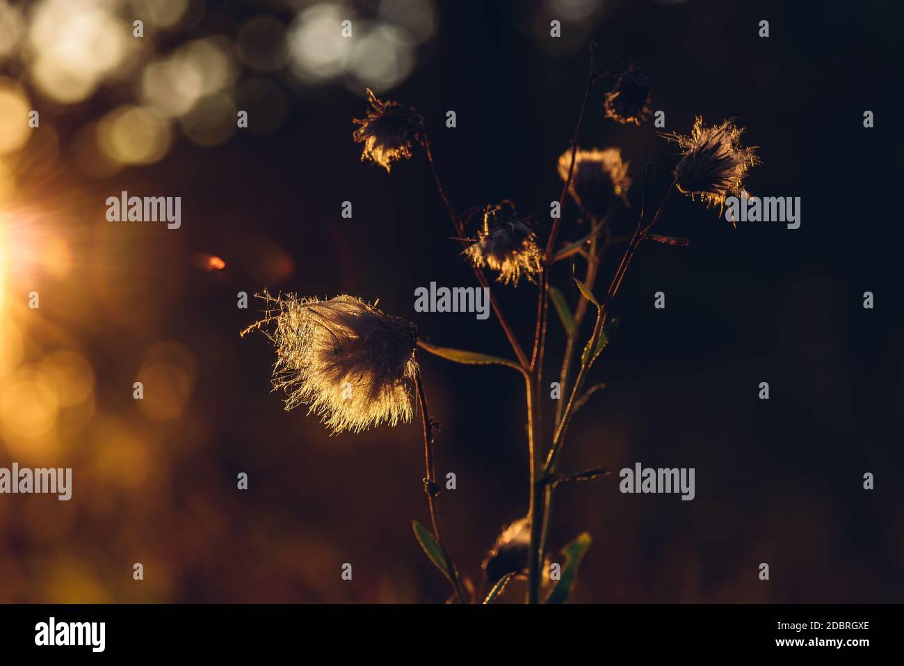 Fluffy dry flowers in autumn sunset light Stock Photo - Alamy