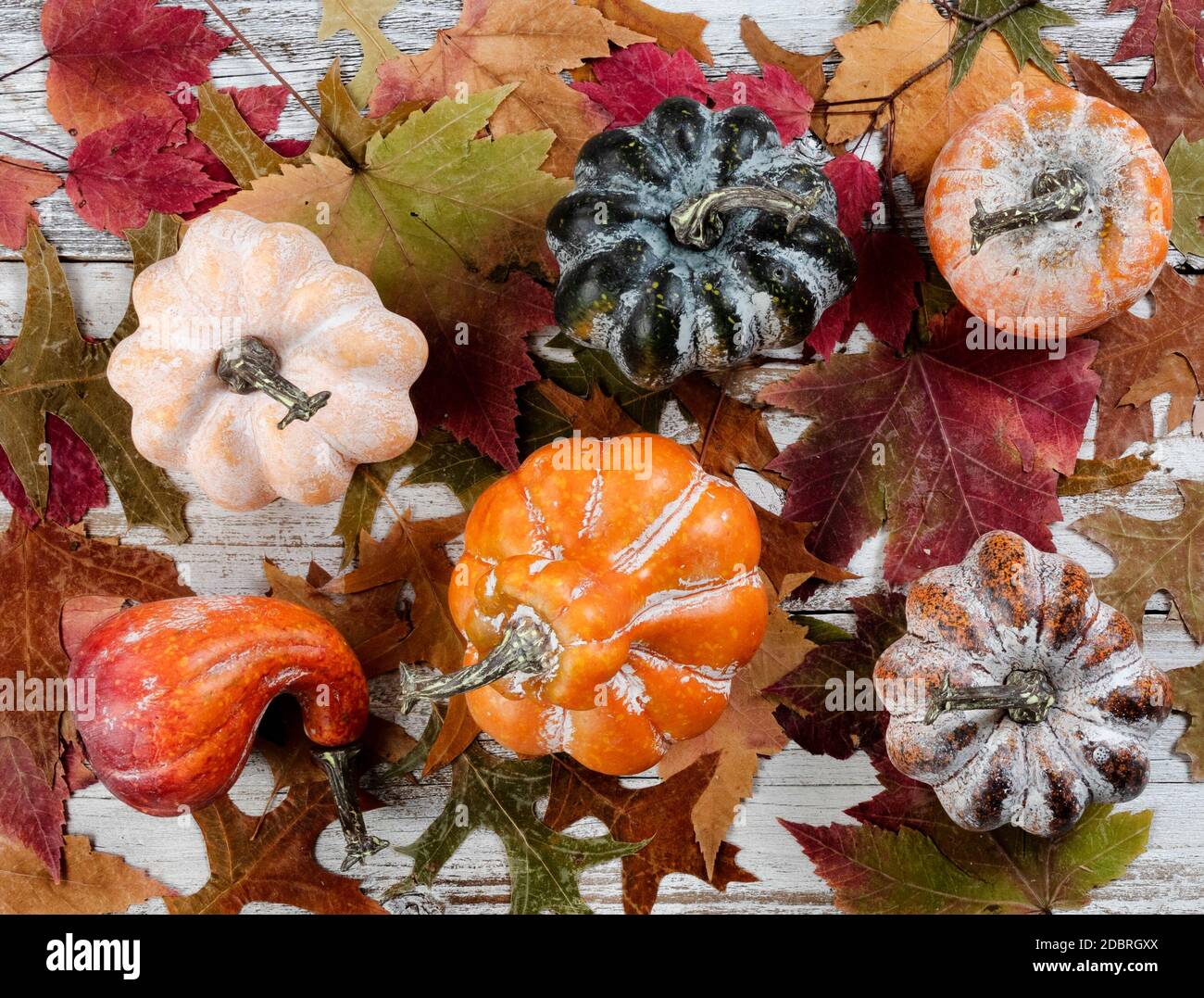 Autumn colorful leaves with gourds on white rustic wooden background ...