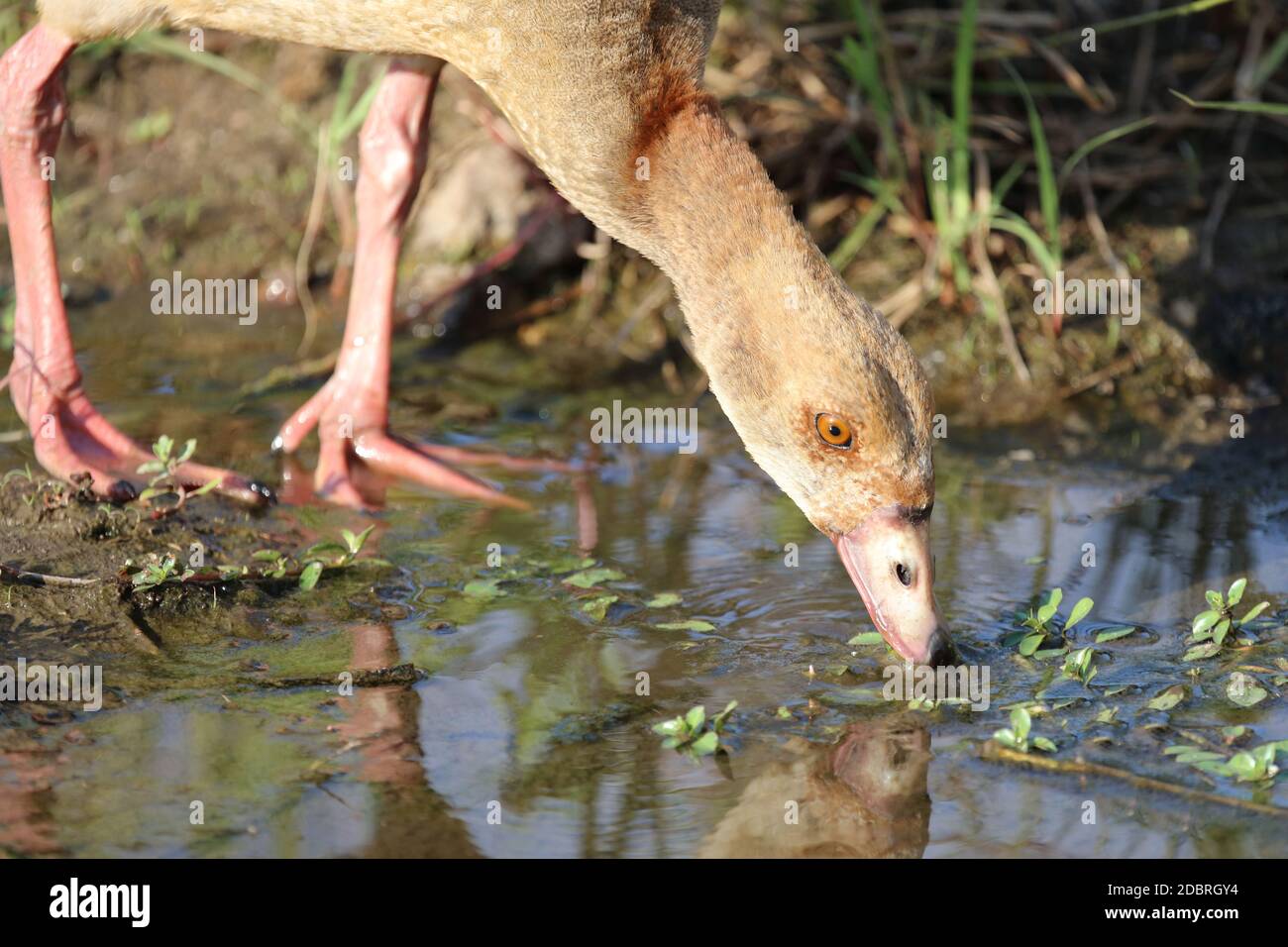 Nilgans / Egyptian Goose / Alopochen aegyptiacus Stock Photo - Alamy