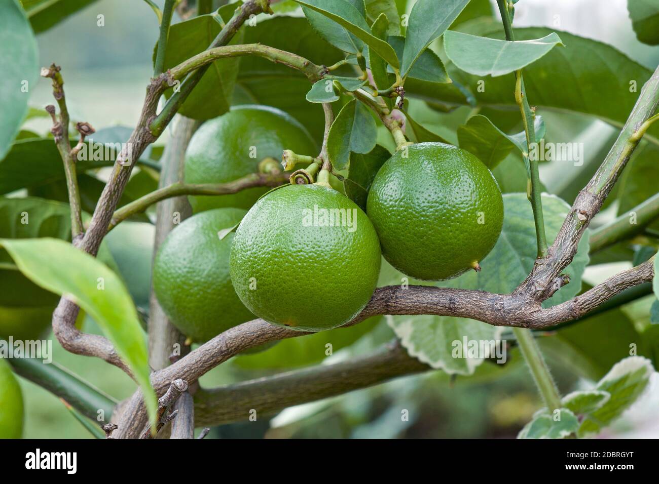Bergamot Orange Citrus Bergamia Hybrid Of Citrus Limetta And Citrus