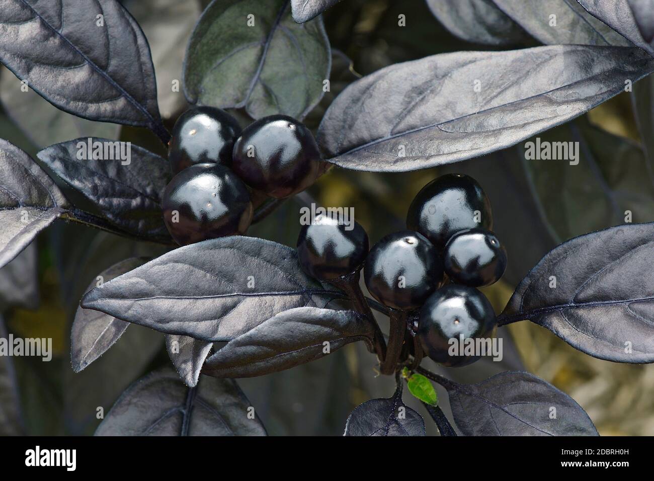Black Pearl ornamental pepper (Capsicum annuum ‘Black Pearl’ Stock ...