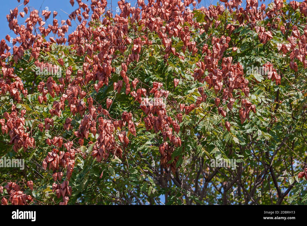 Goldenrain tree (Koelreuteria paniculata). Called Pride of India, China ...