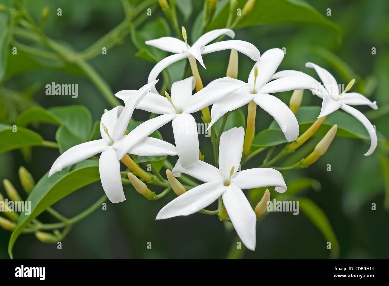 Twisted jasmine (Jasminum tortuosum). Called African jasmine and ...