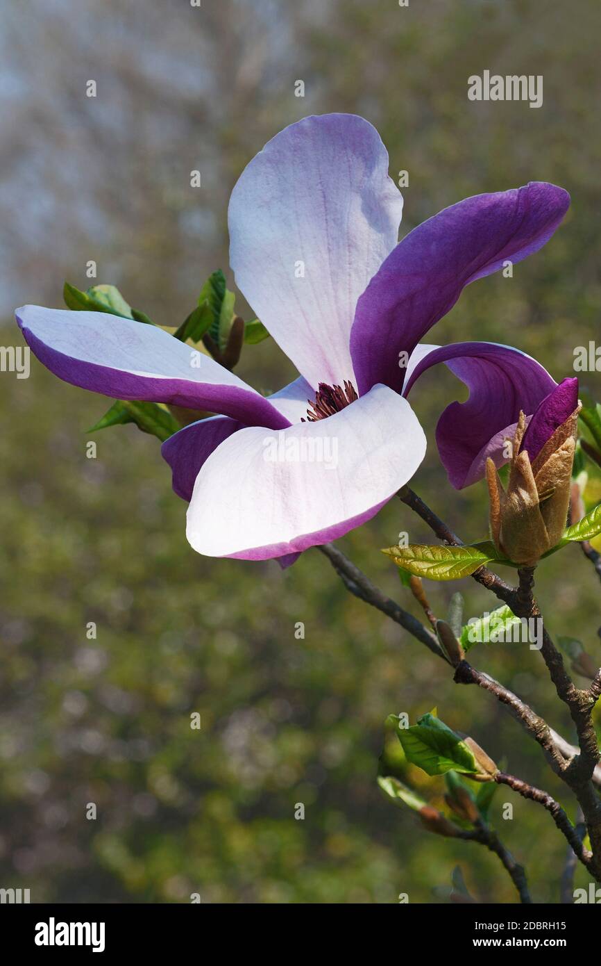 Red Baron magnolia (Magnolia x Red Baron). Hybrid between Magnolia ...