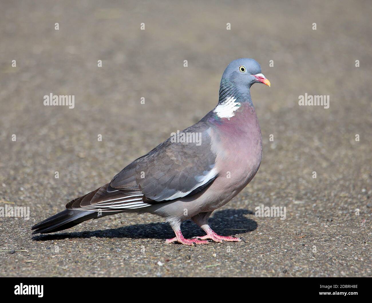 Pigeon ringed hi-res stock photography and images - Alamy