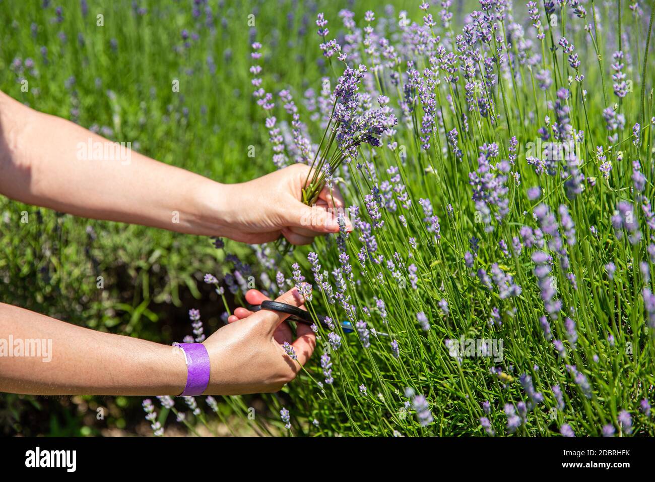 Woman hand picking lavender flowers on the field, with sunlight rays ...