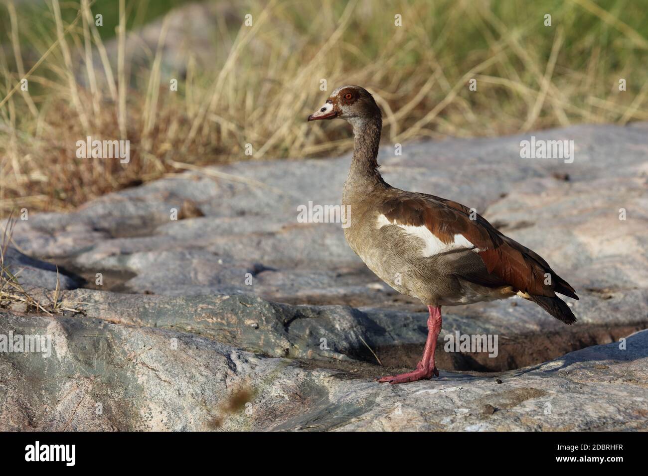 Nilgans / Egyptian Goose / Alopochen aegyptiacus Stock Photo - Alamy