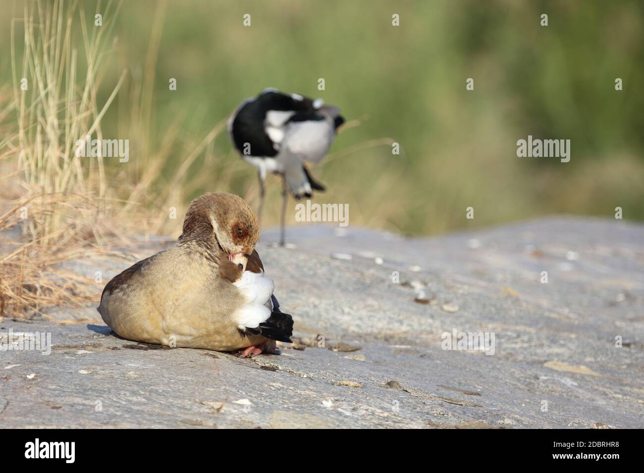 Nilgans / Egyptian Goose / Alopochen aegyptiacus Stock Photo - Alamy