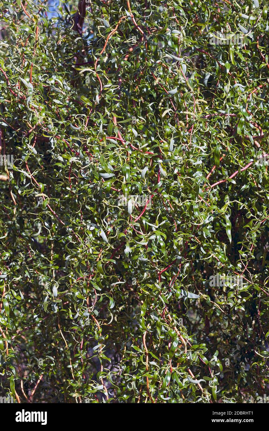 Scarlet Curl Corkscrew willow (Salix x matsudana Scarcuzam). Known as ...