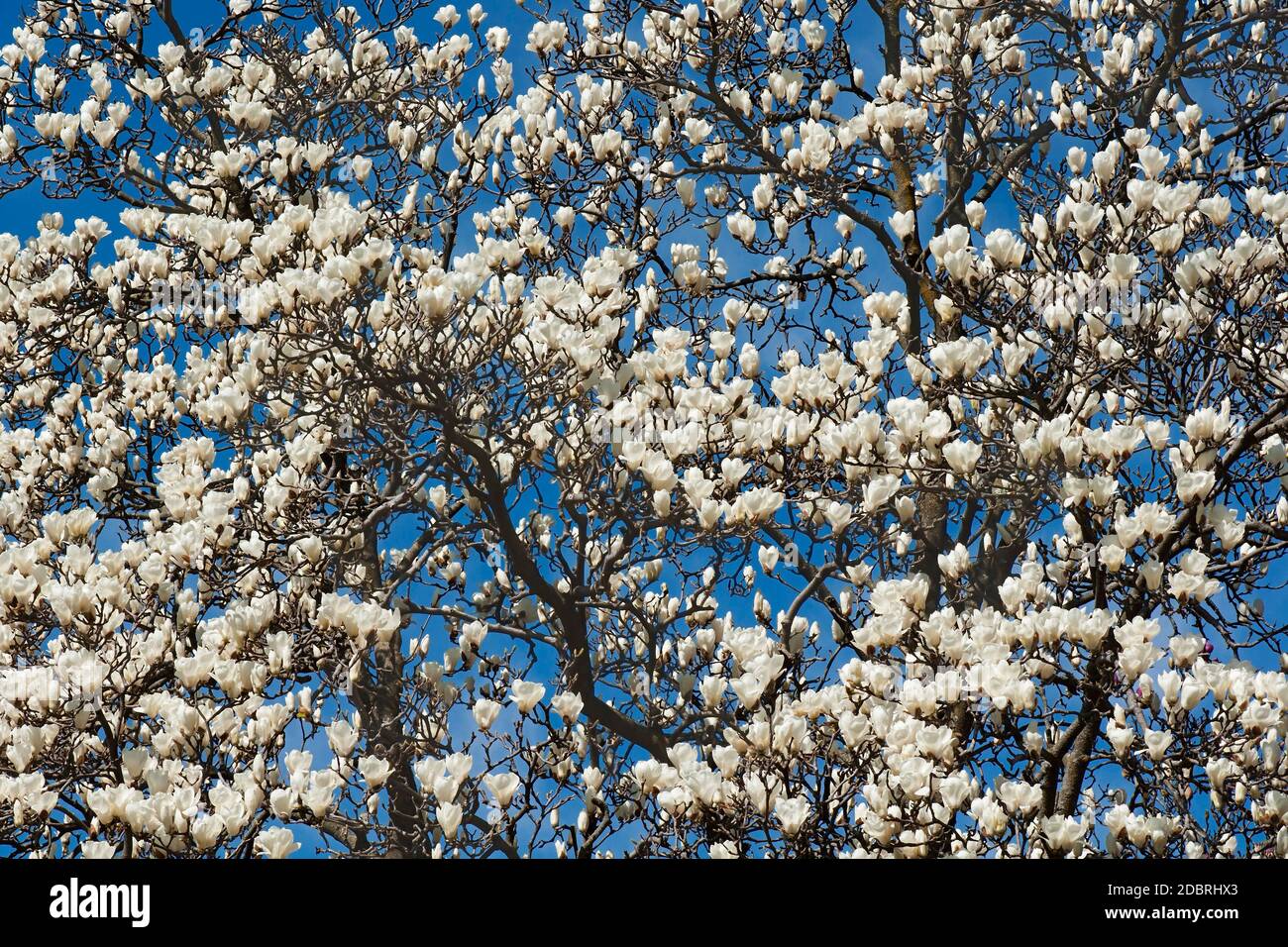 Yulan magnolia (Magnolia denudata). Called Lilytree also. Another ...