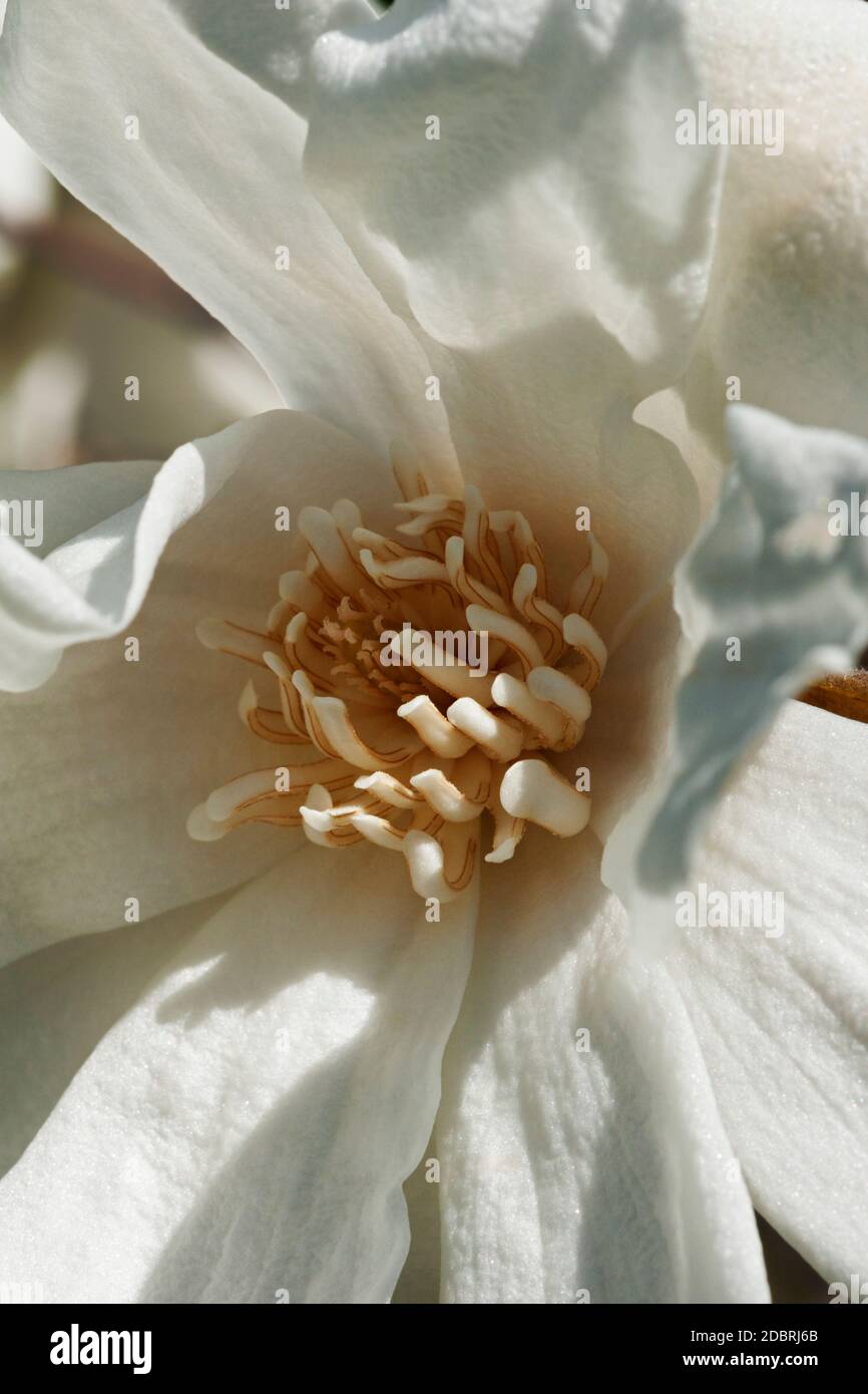 Spring snow hybrid magnolia flower (Magnolia x loebneri Spring Snow ...