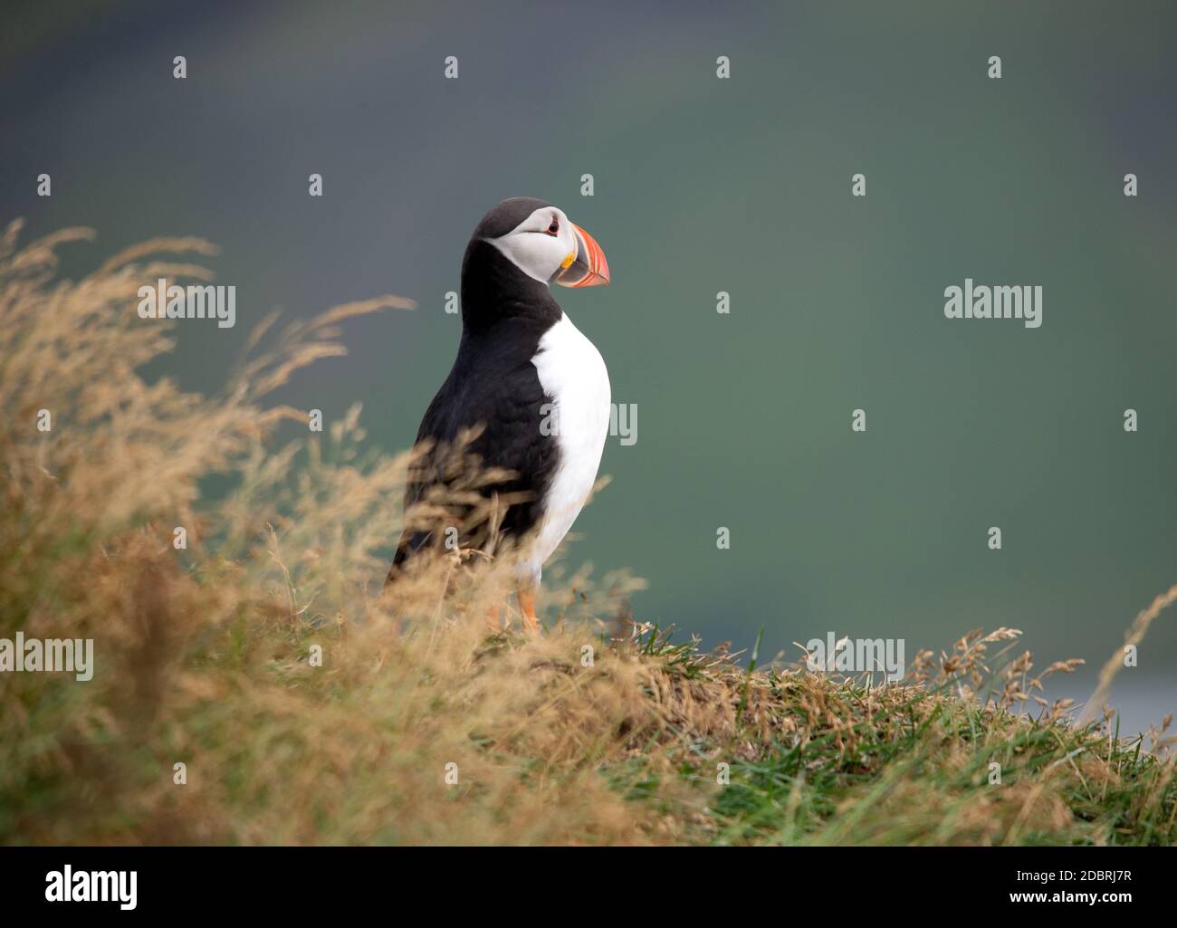 The Atlantic puffin, also known as the common puffin Stock Photo - Alamy