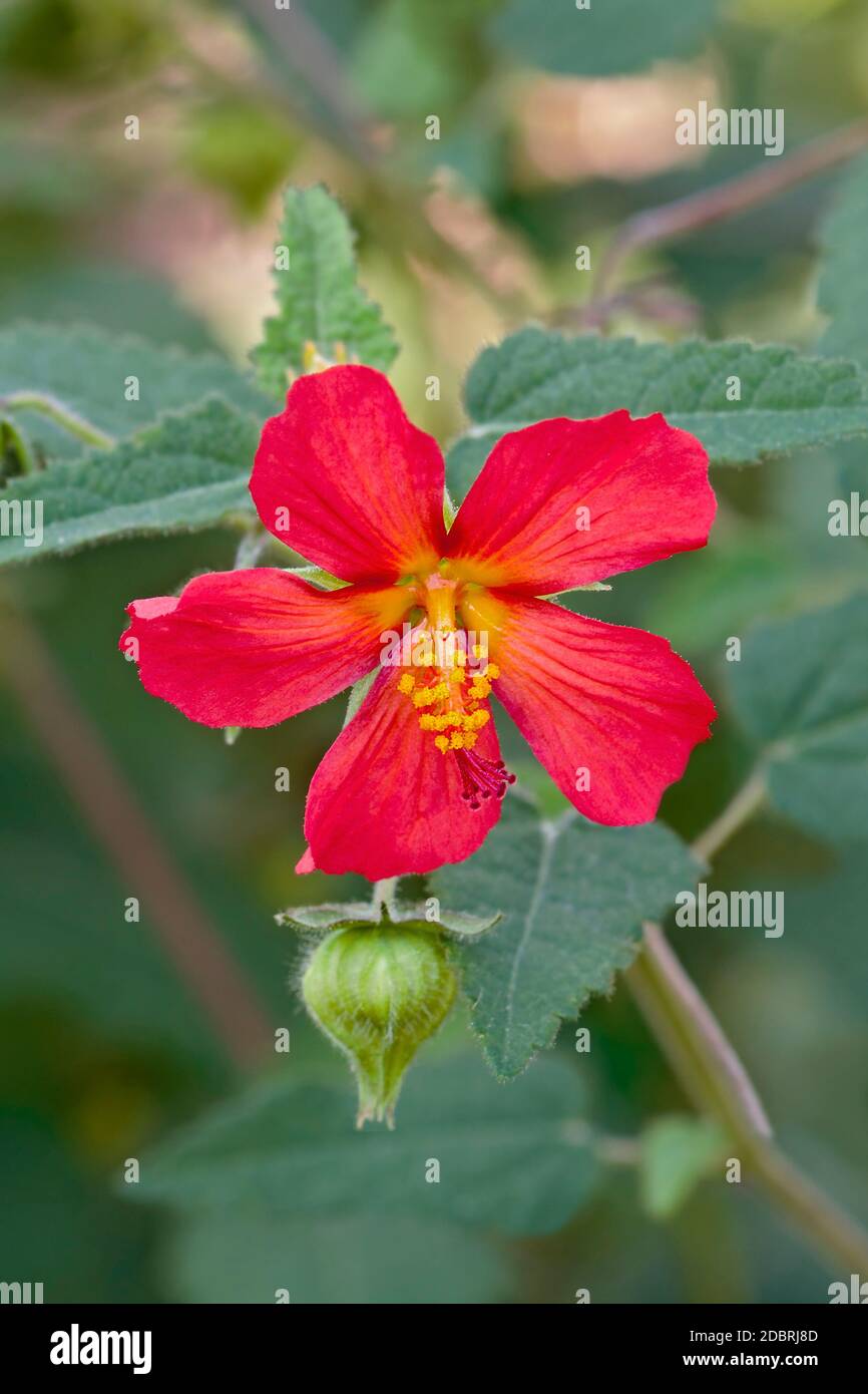 Red mallow (Pavonia missionum). Called Orange hibiscus also Stock Photo ...