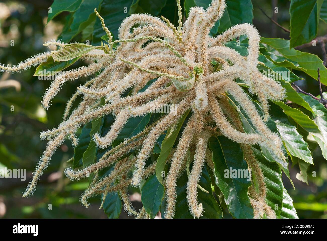 American chestnut flowers (Castanea dentata Stock Photo - Alamy