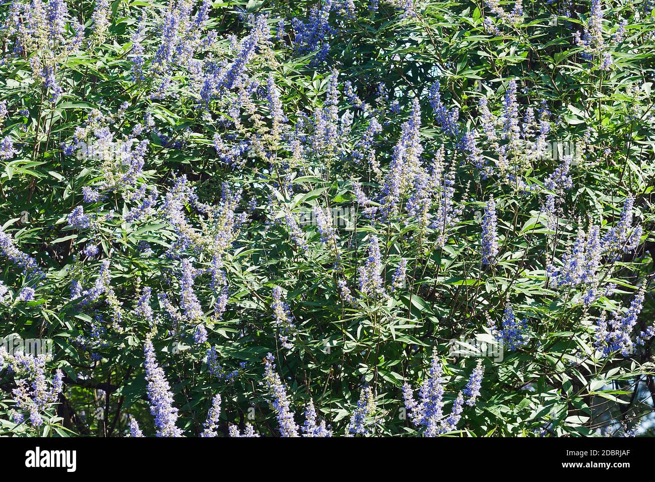 Chaste tree (Vitex agnus-castus). Called Vitex, Chasteberry, Abraham's ...