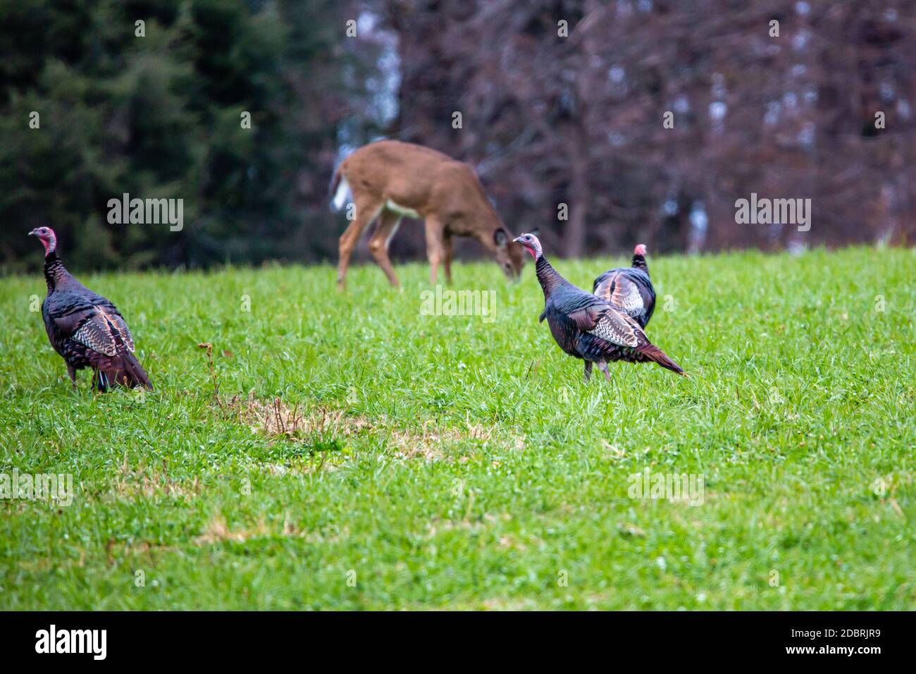 Runny Deer And Turkey