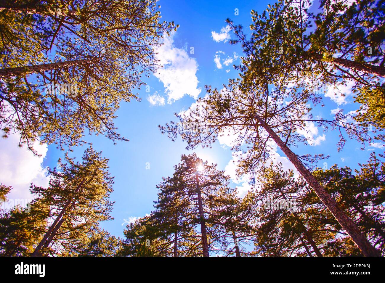 Summer green forest , view up, beautiful blue sky with clouds, sunshine ...