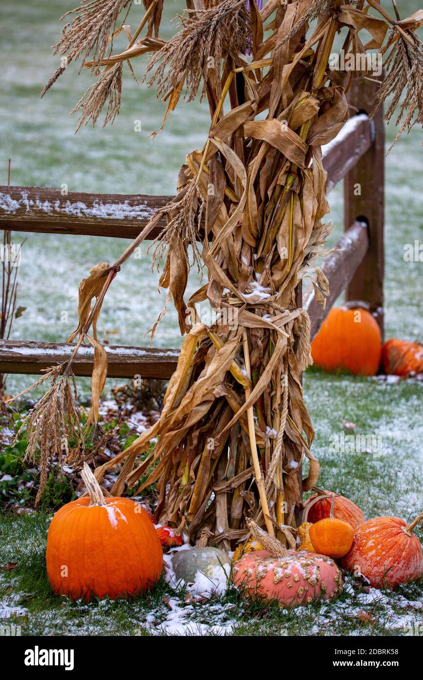 Corn stalk decoration hi-res stock photography and images - Alamy