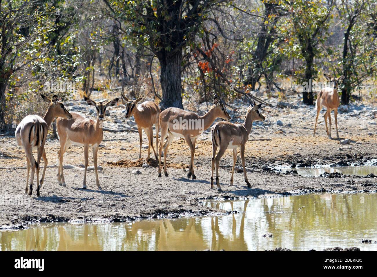 Impala herd in the Etosha National Park in Namibia Stock Photo - Alamy
