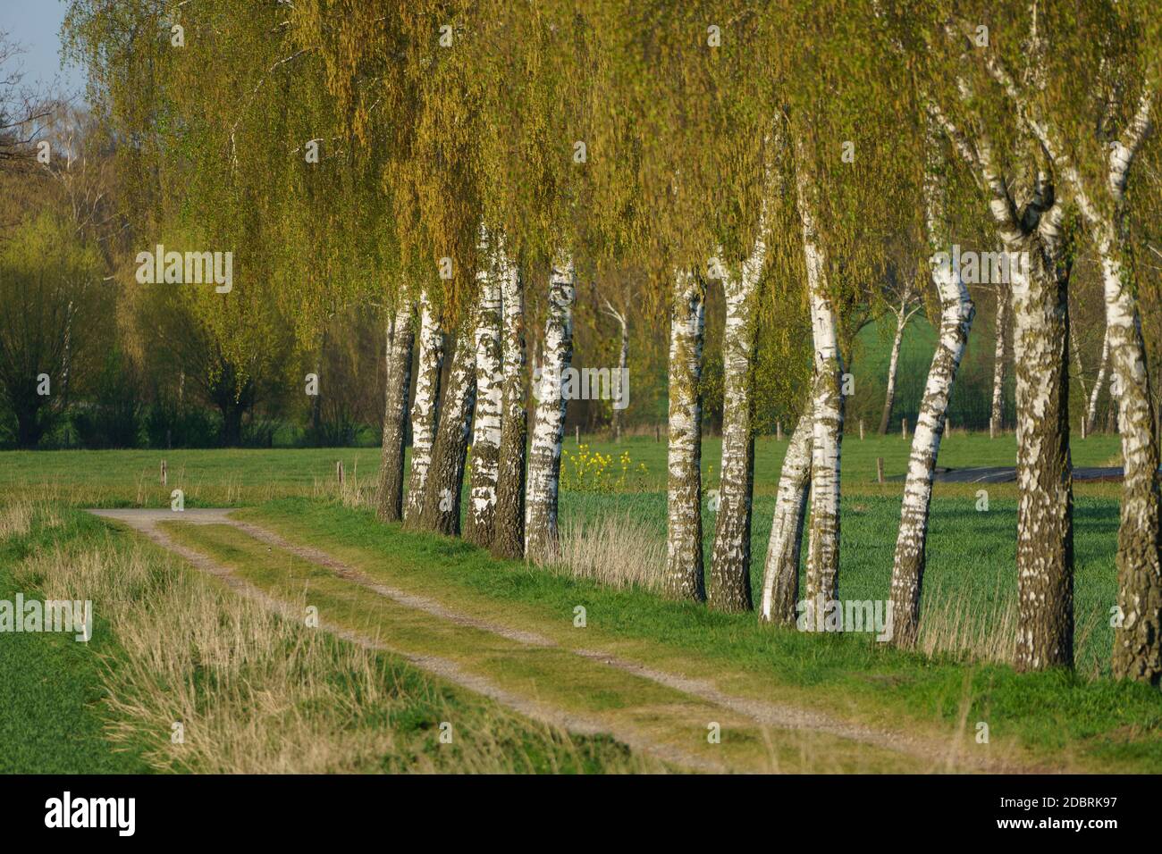 spring time in the german muensterland Stock Photo - Alamy
