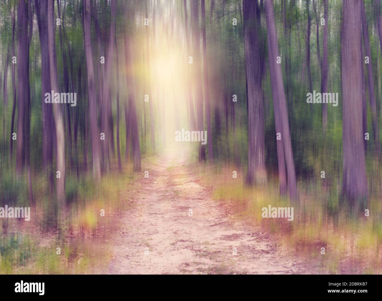 Forest abstract background with sunlight Stock Photo - Alamy