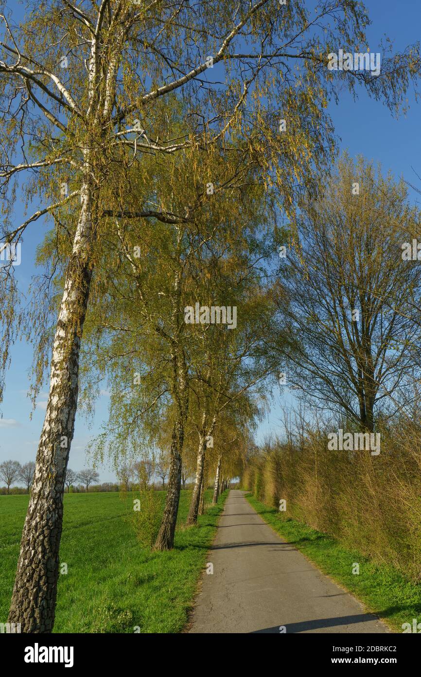 spring time in the german muensterland Stock Photo - Alamy