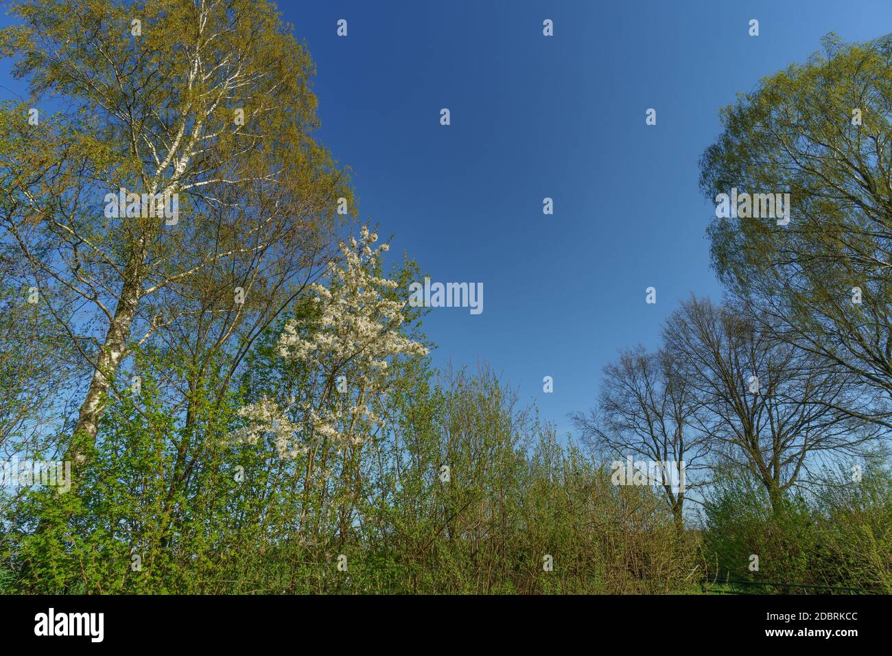 spring time in the german muensterland Stock Photo - Alamy