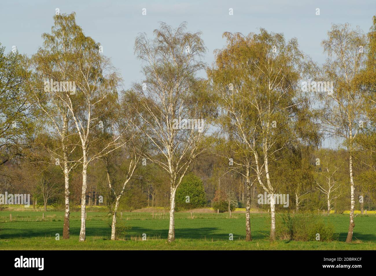 spring time in the german muensterland Stock Photo - Alamy