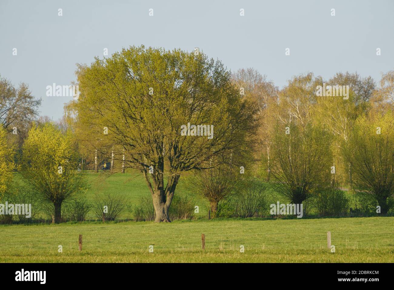 spring time in the german muensterland Stock Photo - Alamy