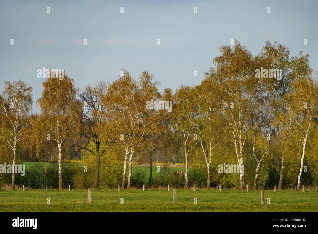 spring time in the german muensterland Stock Photo - Alamy