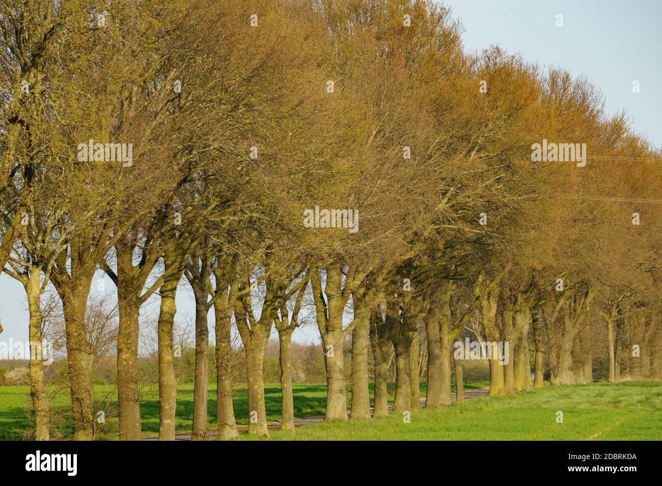 spring time in the german muensterland Stock Photo - Alamy