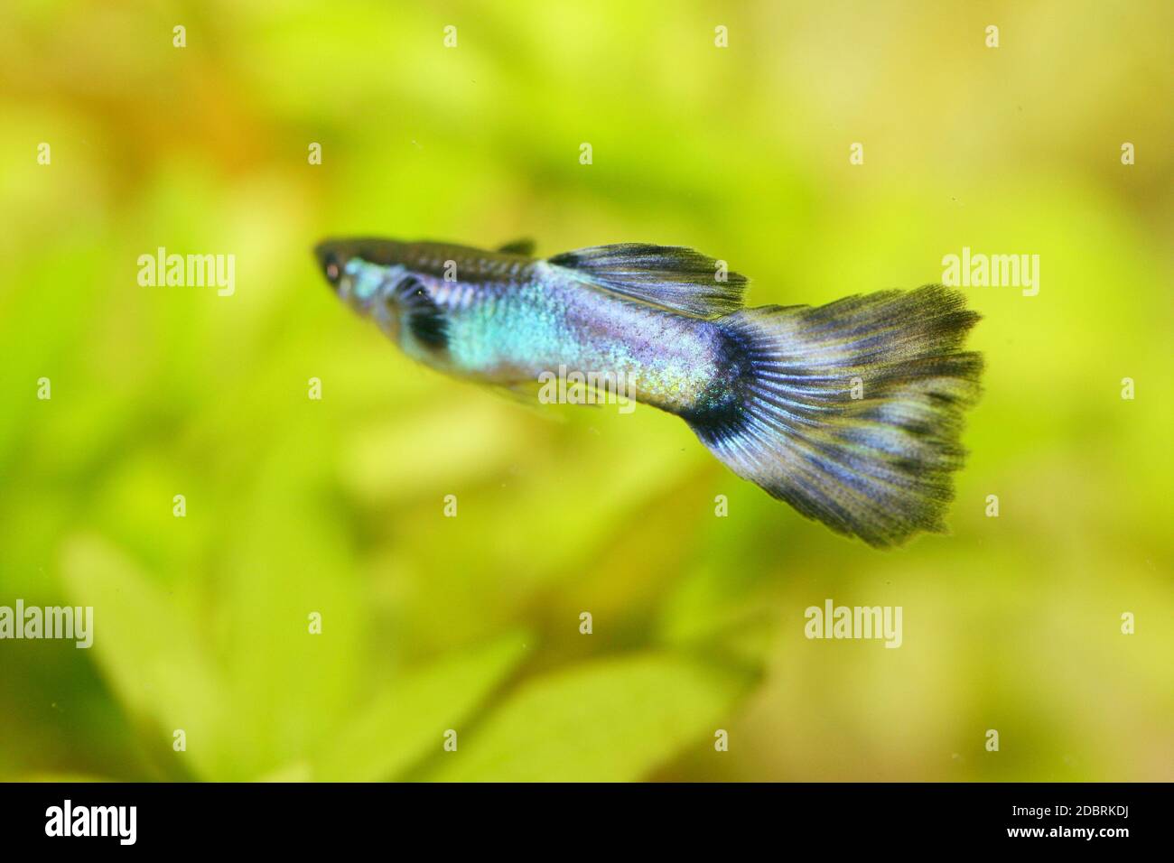 A male guppy (Poecilia reticulata), a popular freshwater aquarium fish ...