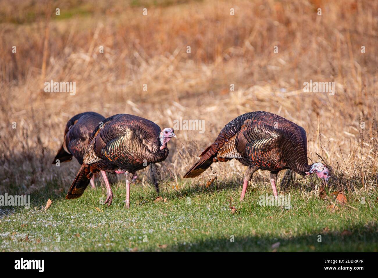 Male wild turkeys (Meleagris gallopavo) in a Wisconsin field in autumn ...