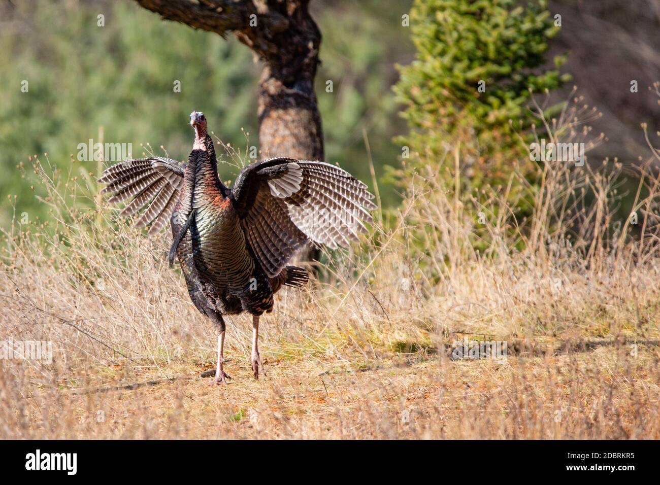 Male wild turkey (Meleagris gallopavo) in a Wisconsin field with wings ...