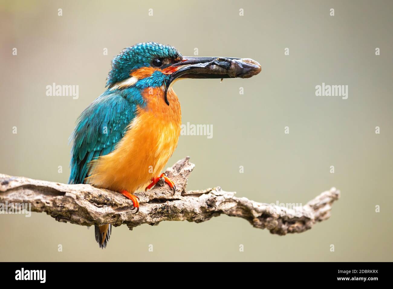 Colorful male common kingfisher, alcedo atthis, holding prey in beak on ...