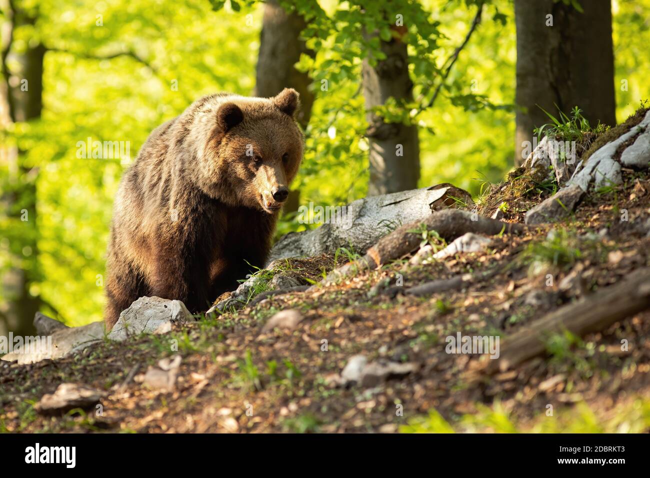 Majestic brown bear, ursus arctos, standing in nature during the summer ...