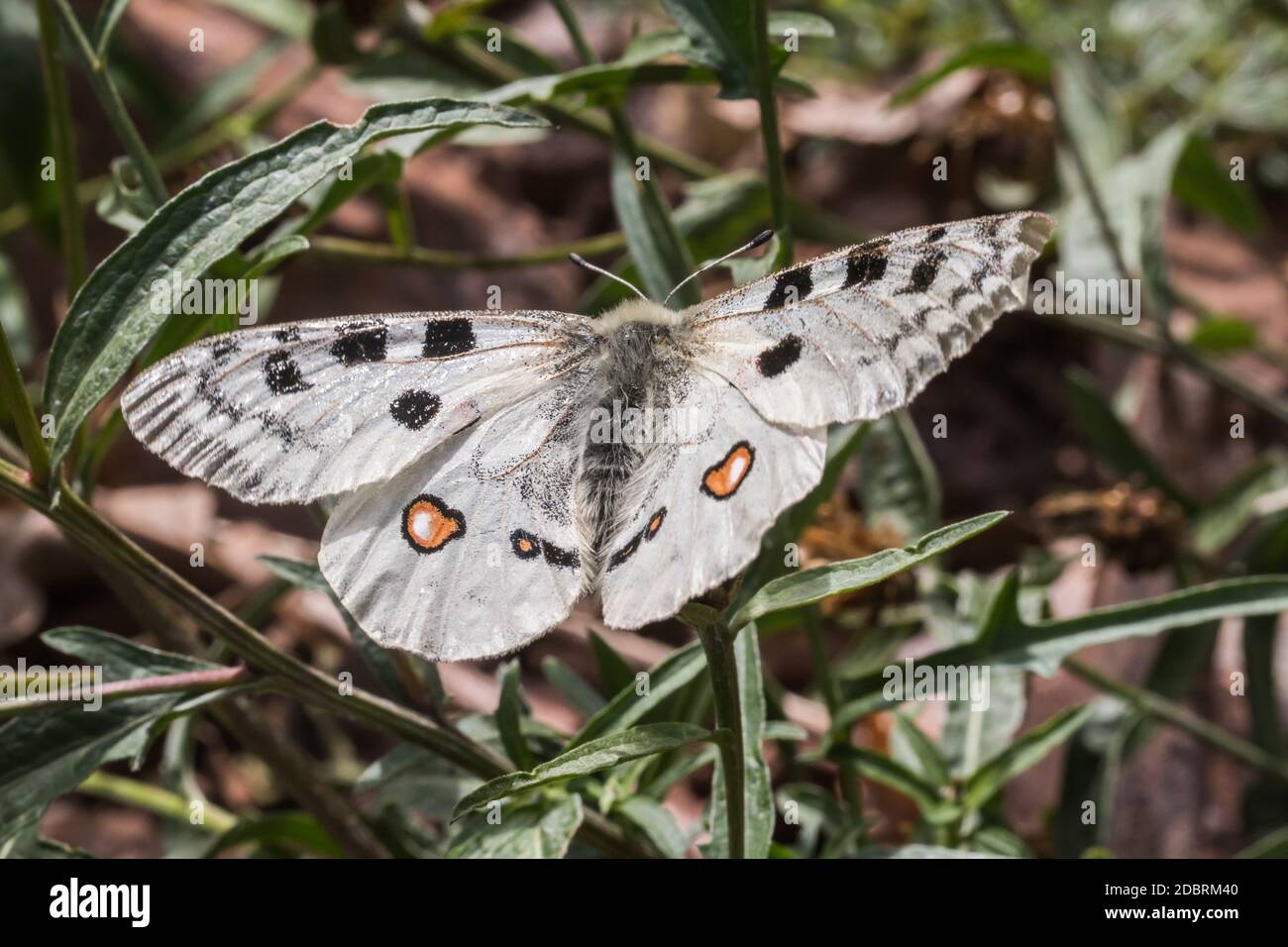 A red Apollo is sitting on a flower Stock Photo - Alamy