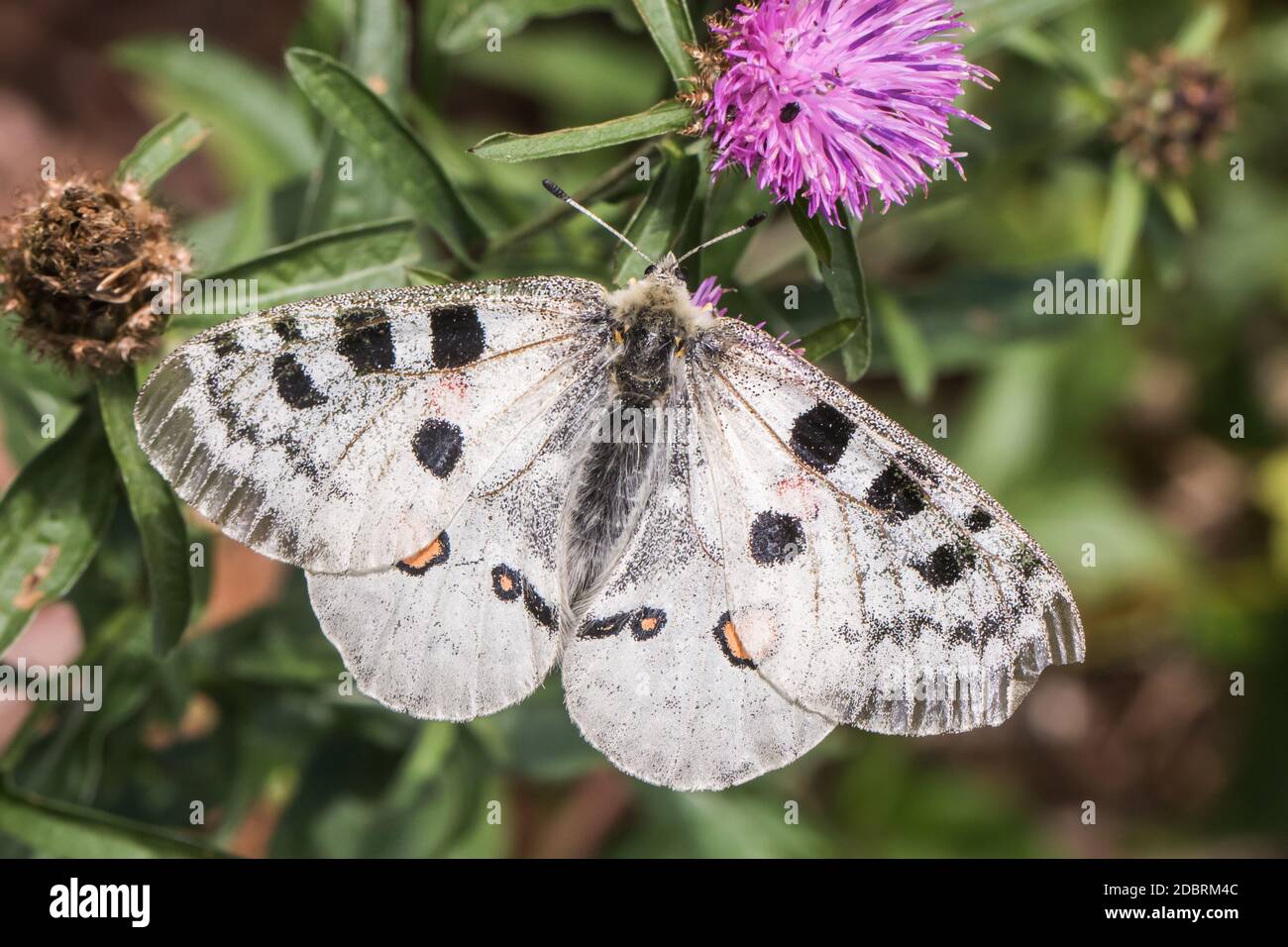Apollo parnassius apollo sitting on white flower hi-res stock ...