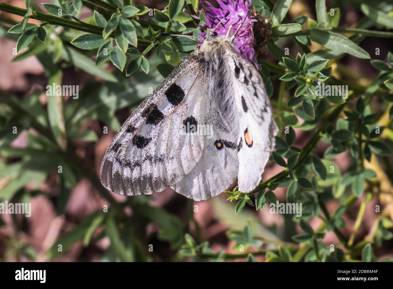 Red apollo parnassius apollo with wings spread on flower hi-res stock ...