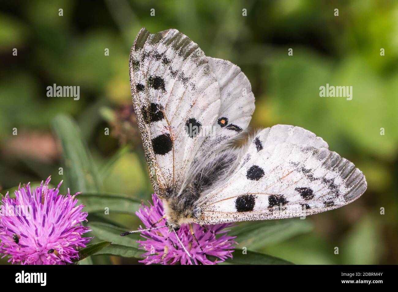 Red apollo hi-res stock photography and images - Alamy