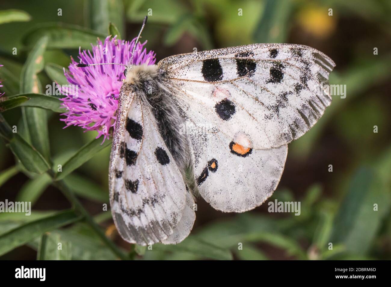A red Apollo is sitting on a flower Stock Photo - Alamy