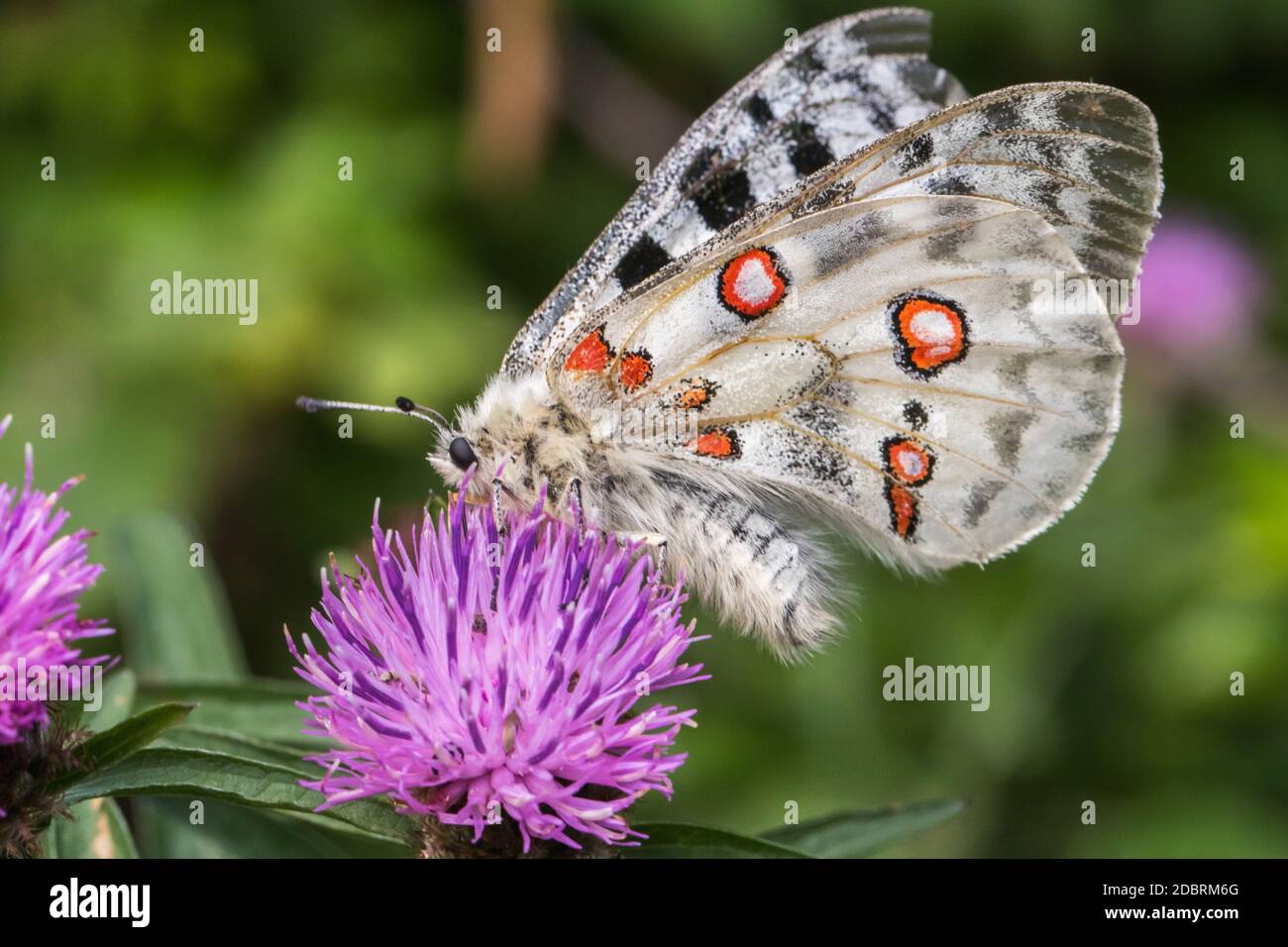 A red Apollo is sitting on a flower Stock Photo - Alamy