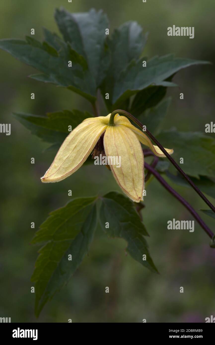 Korean clematis (Clematis serratifolia). Called Yellow Clematis also ...