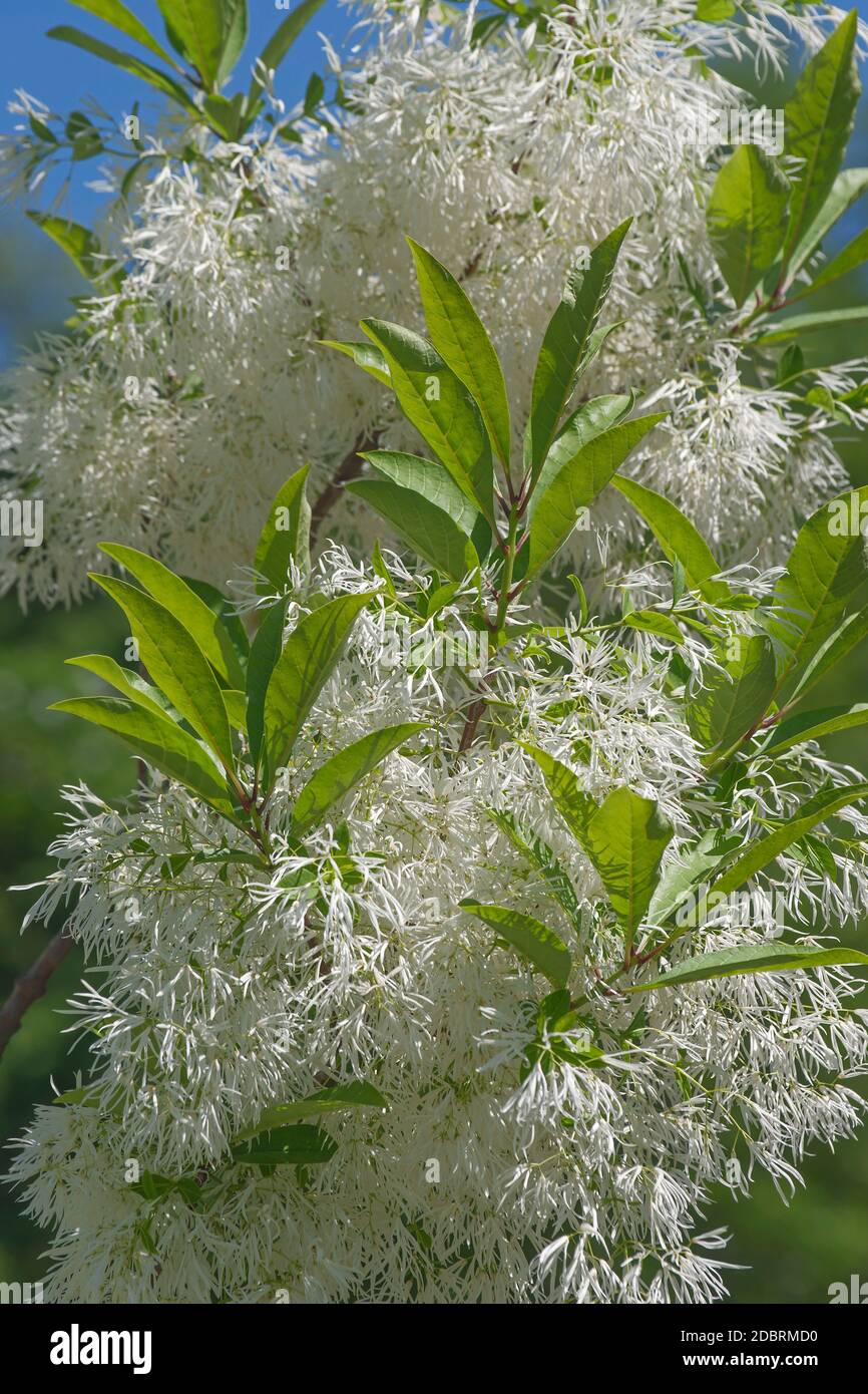 Fringetree hi-res stock photography and images - Alamy