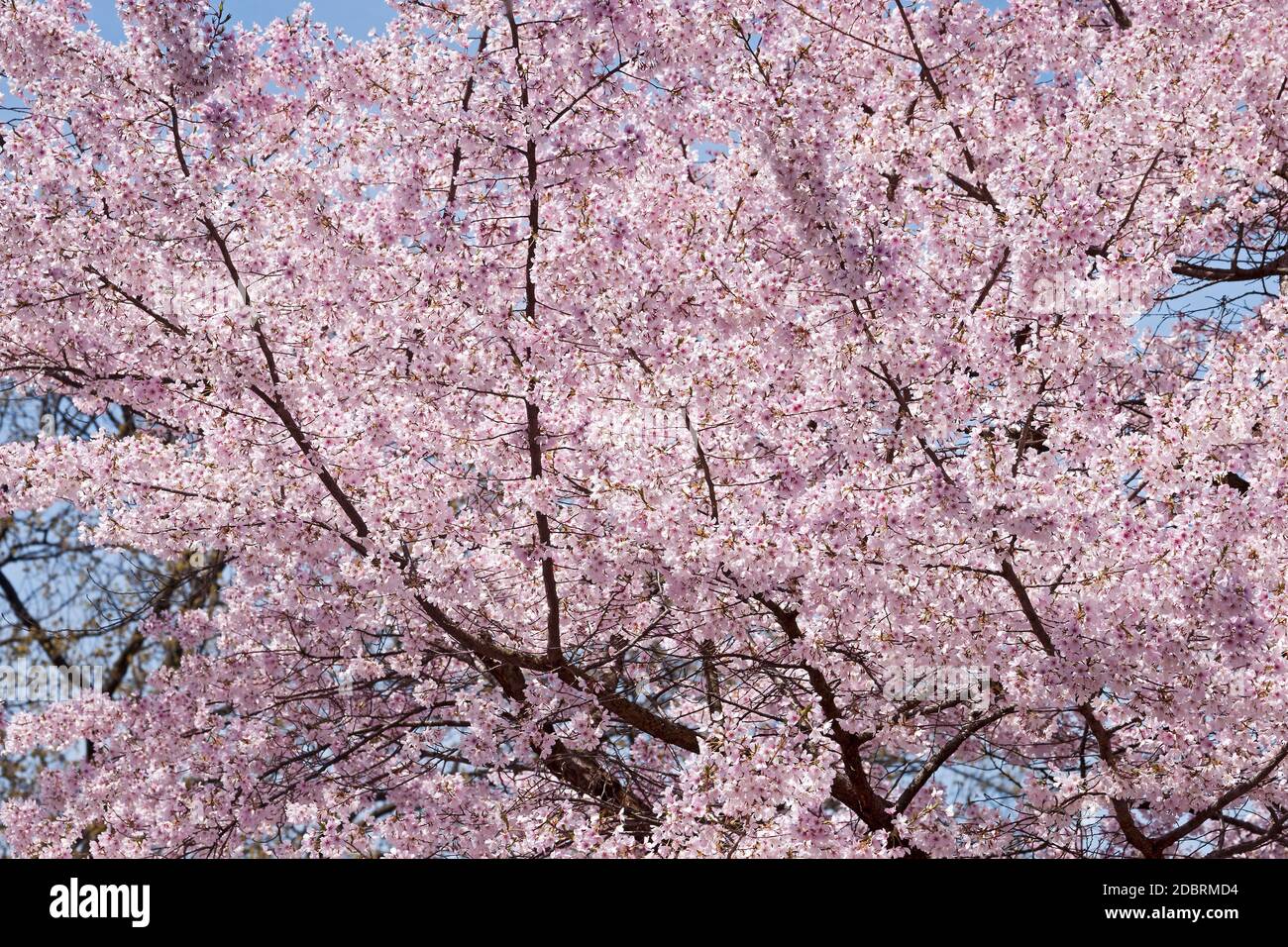 Awanui Yoshino cherry (Prunus x yedoensis Awanui Stock Photo - Alamy