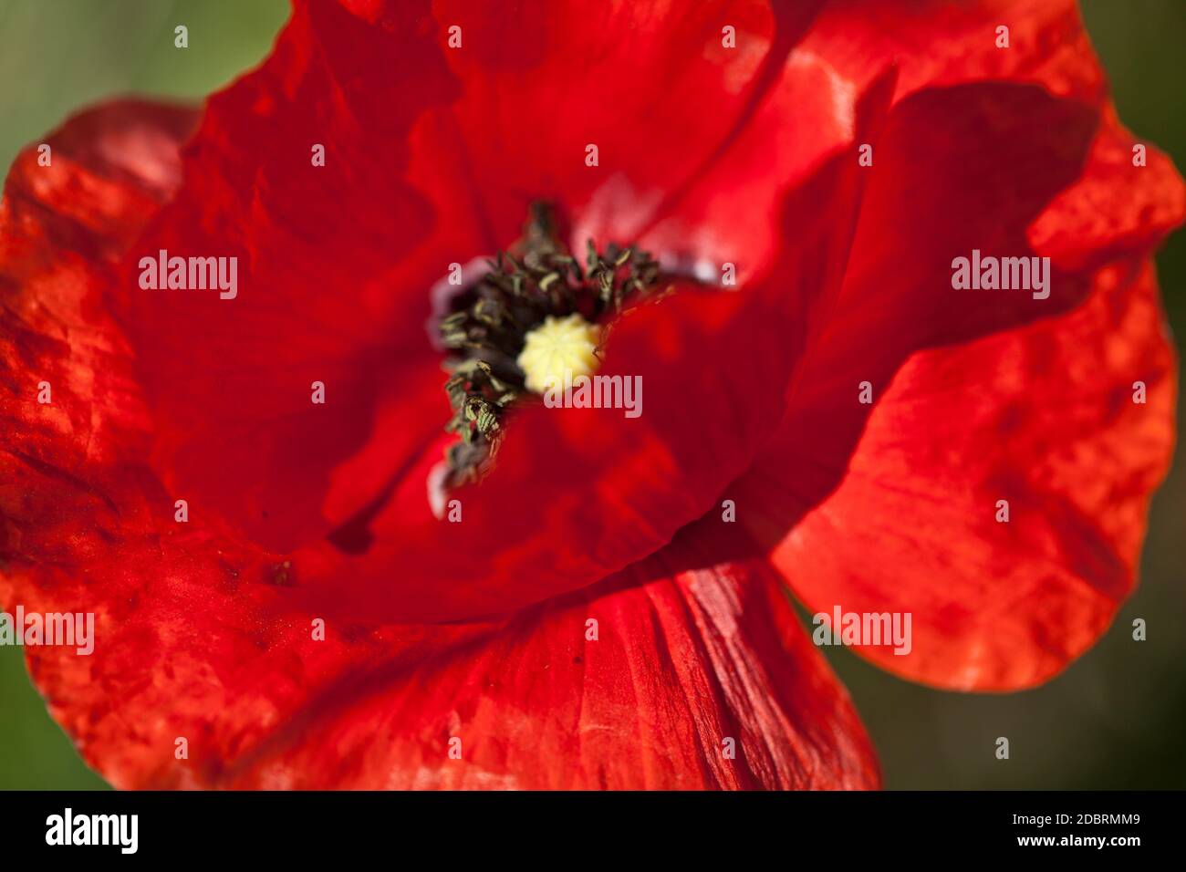 Poppy seed blossom hi-res stock photography and images - Alamy